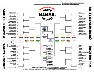 What is March Mammal Madness? - Teaching Muse