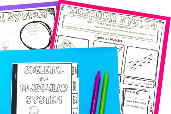 How to Teach the Skeletal and Muscular System - Teaching Muse