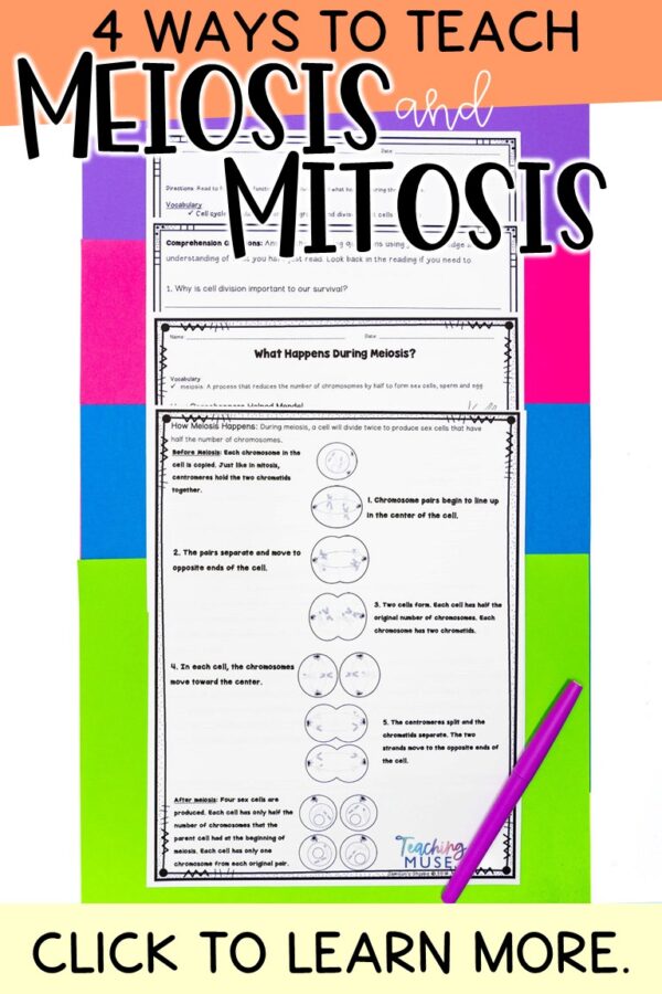 4 Ways to Teach Mitosis and Meiosis - Teaching Muse