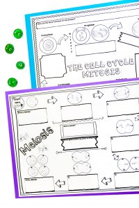 4 Ways to Teach Mitosis and Meiosis - Teaching Muse