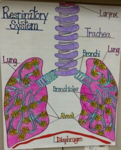 Respiratory and Excretory Systems Human Body Unit