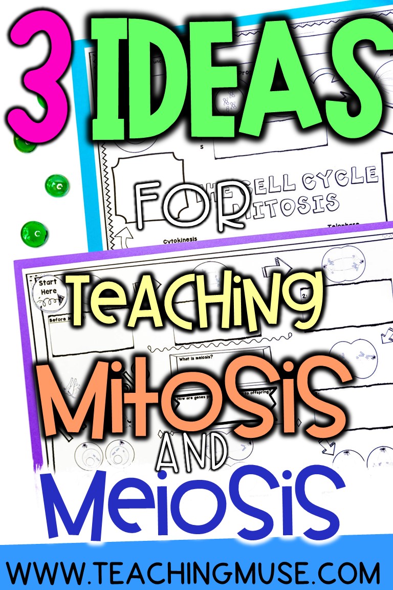 Teaching the Differences between Mitosis and Meiosis - Teaching Muse